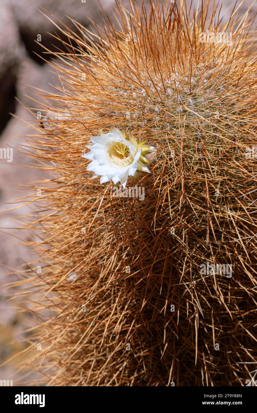 big wild cactus plant with white blossom flower outdoors Stock Photo ...