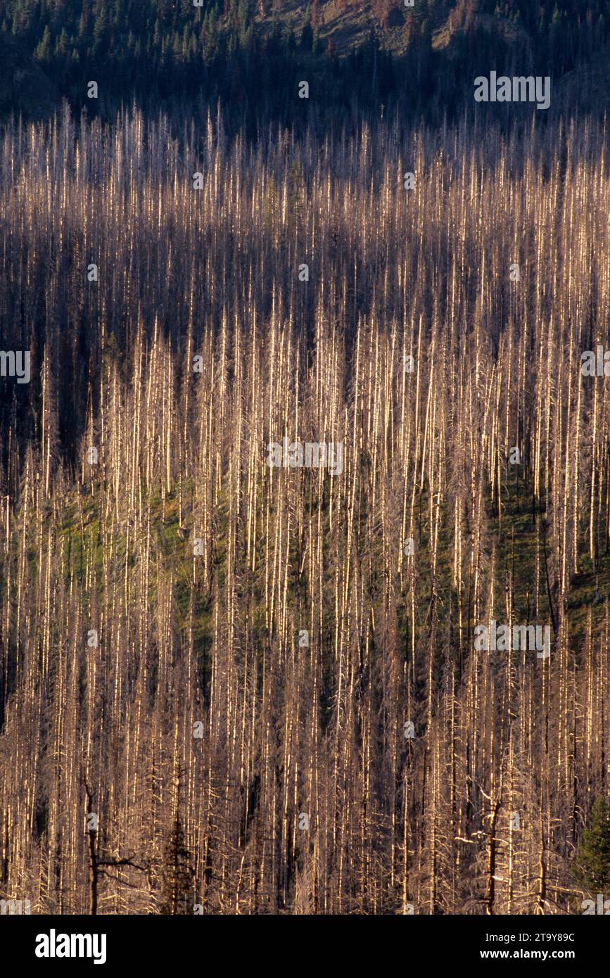 B&B Complex Fire zone, McKenzie Pass-Santiam Pass National Scenic Byway ...