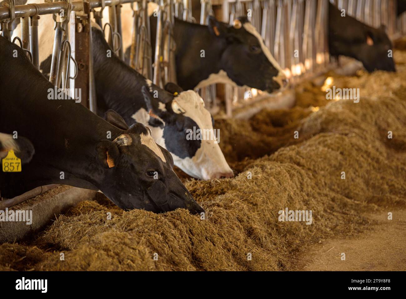 Granja comas hi-res stock photography and images - Alamy