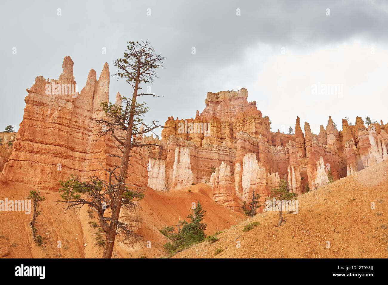 Hiking the Navajo Loop Trail in Bryce Canyon National Park Stock Photo ...