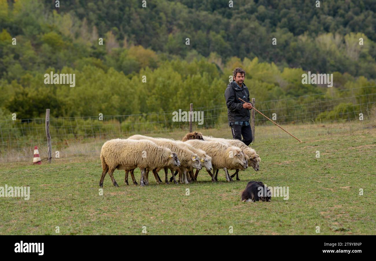 Moi of Esquellot del Montseny training with sheep and a flock guard dog ...