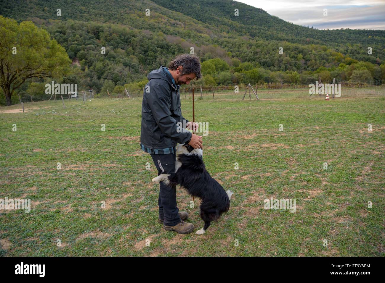 Moi of Esquellot del Montseny training with sheep and a flock guard dog ...