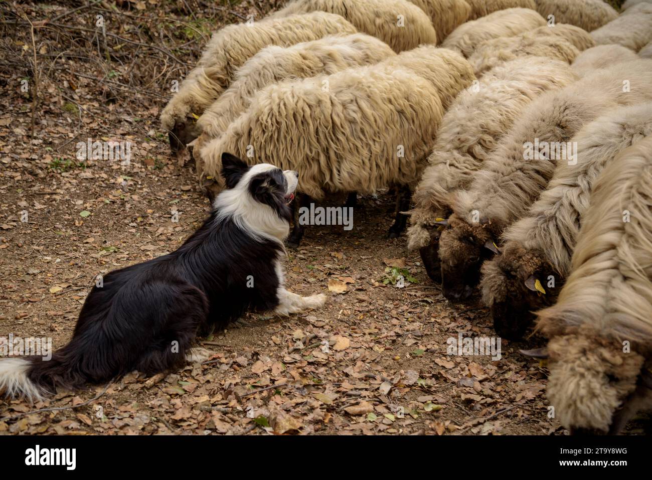 Perro oveja de montaña hi-res stock photography and images - Alamy