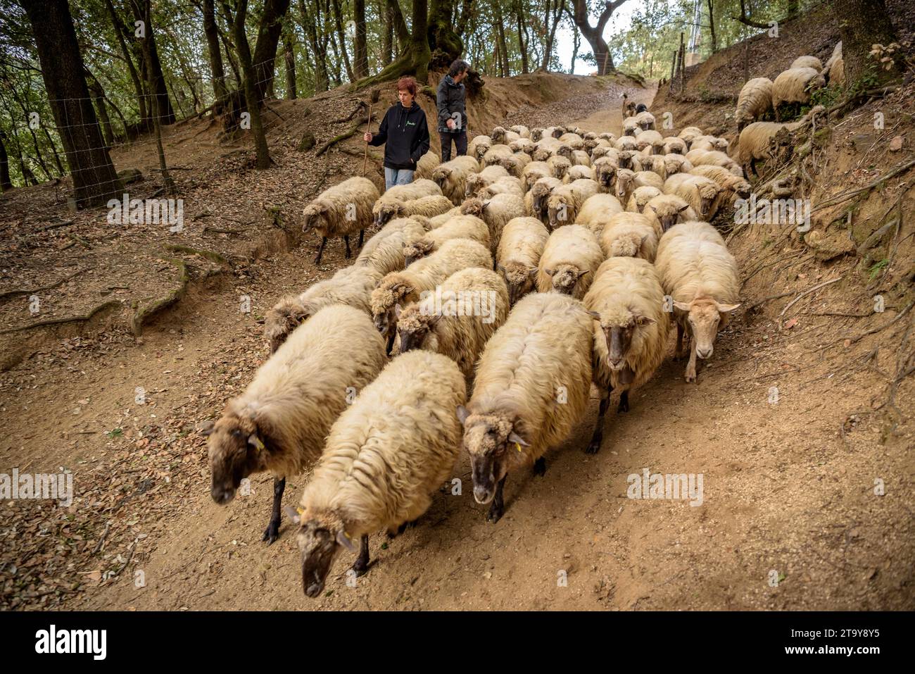 Gente de la oveja hi-res stock photography and images - Alamy