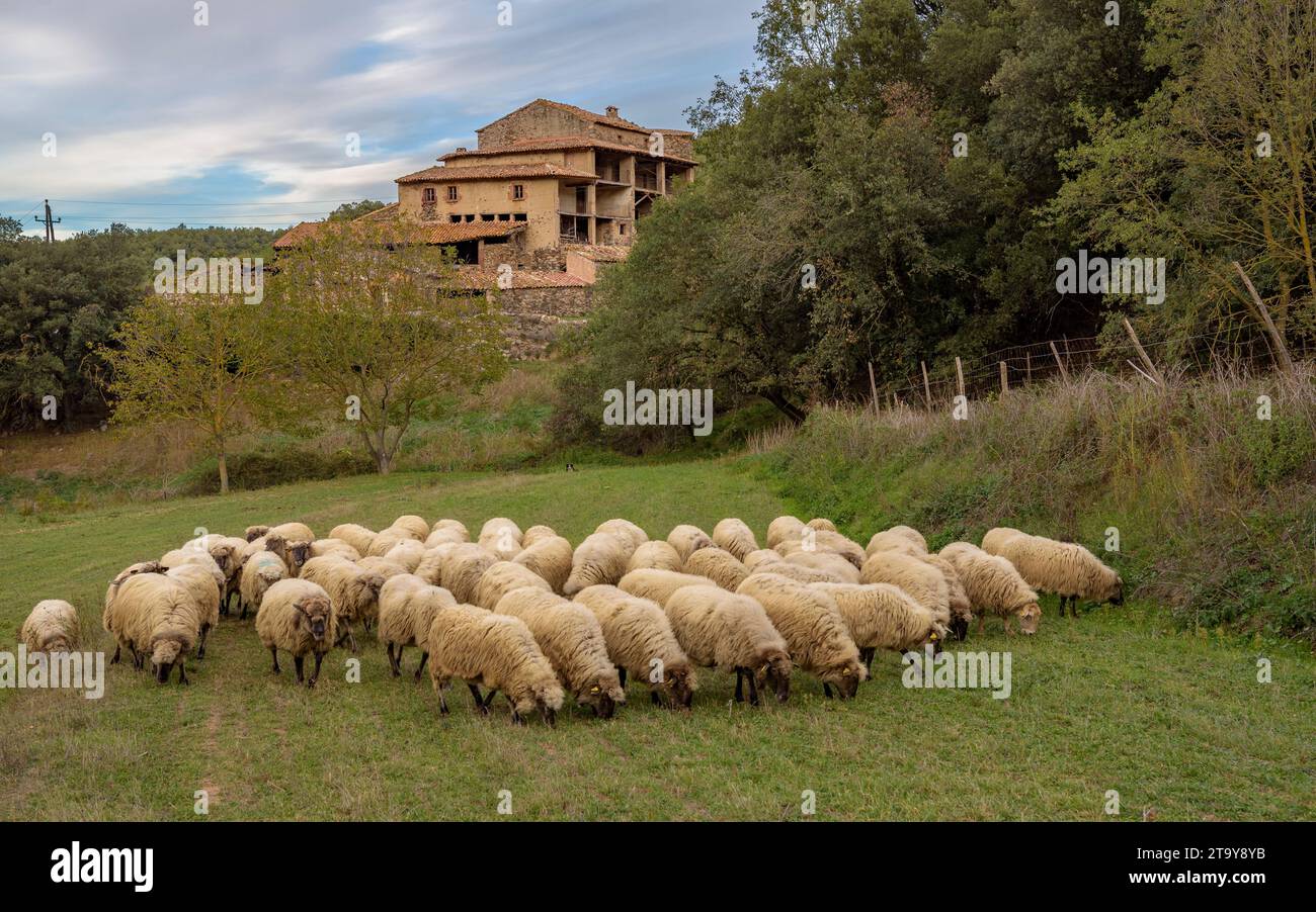 Sala de animales hi-res stock photography and images - Alamy