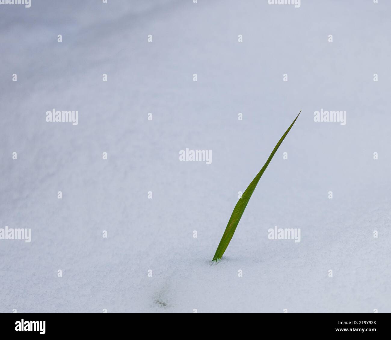 single blade of grass through the snow Stock Photo - Alamy