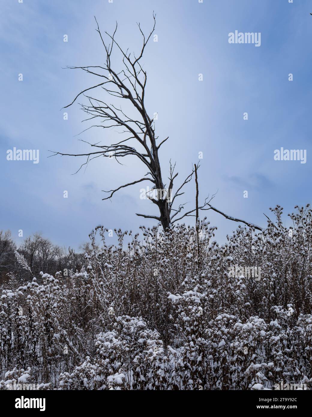 Snowy winter dead tree hi-res stock photography and images - Alamy