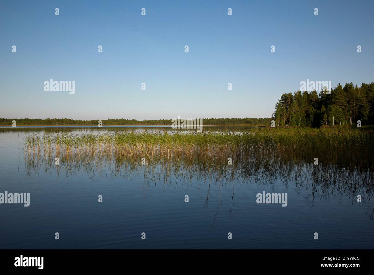 Colour photograph of a lake and pine forest, Savonlinna, Finland ...