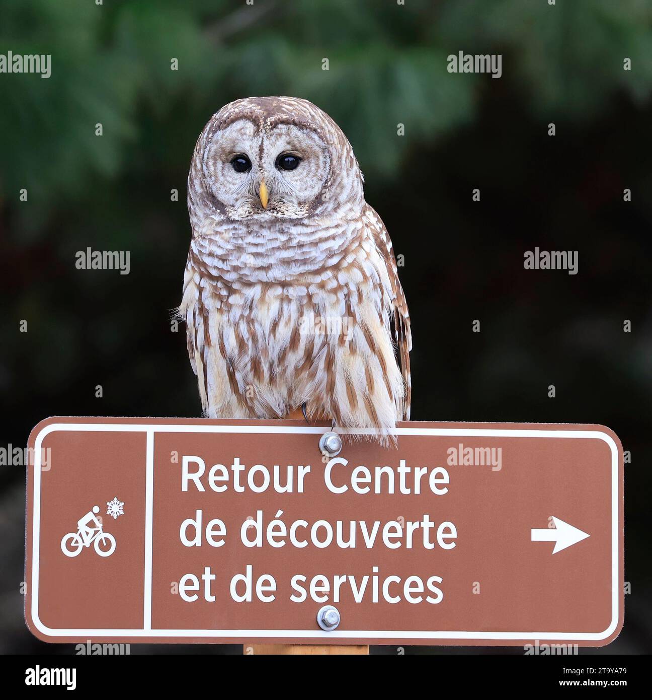Barred Owl standing on a brown information plate with green background ...