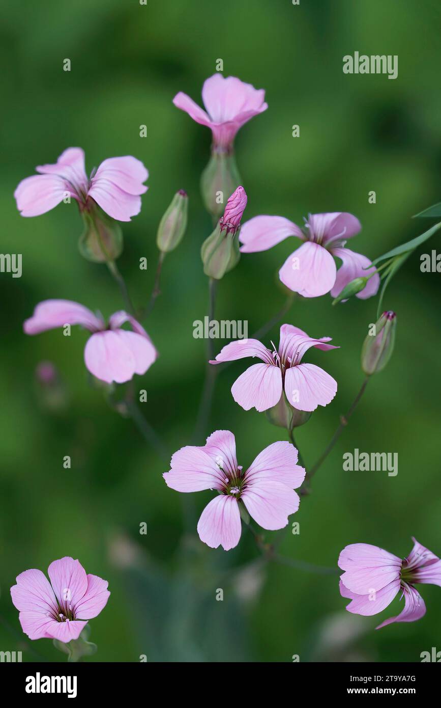 Natural closeup on the fragile pink flowering ornamental, medicinal ...