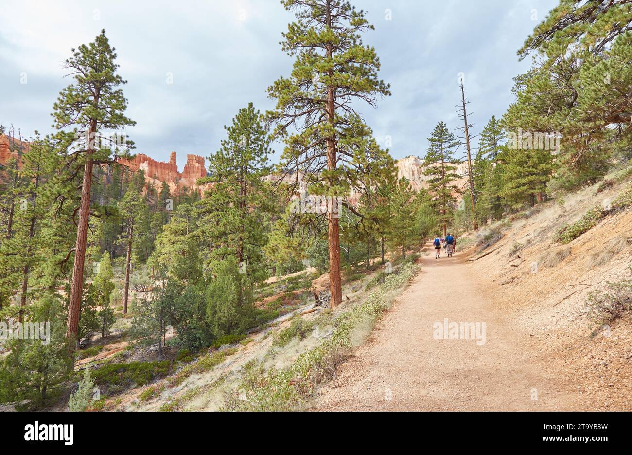 Hiking the Navajo Loop Trail in Bryce Canyon National Park Stock Photo ...