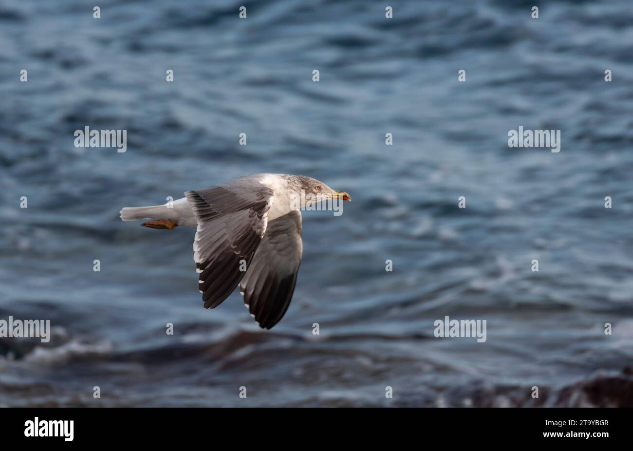 Atlantic Yellow-legged Gull (Larus michahellis atlantis) on the Azores ...