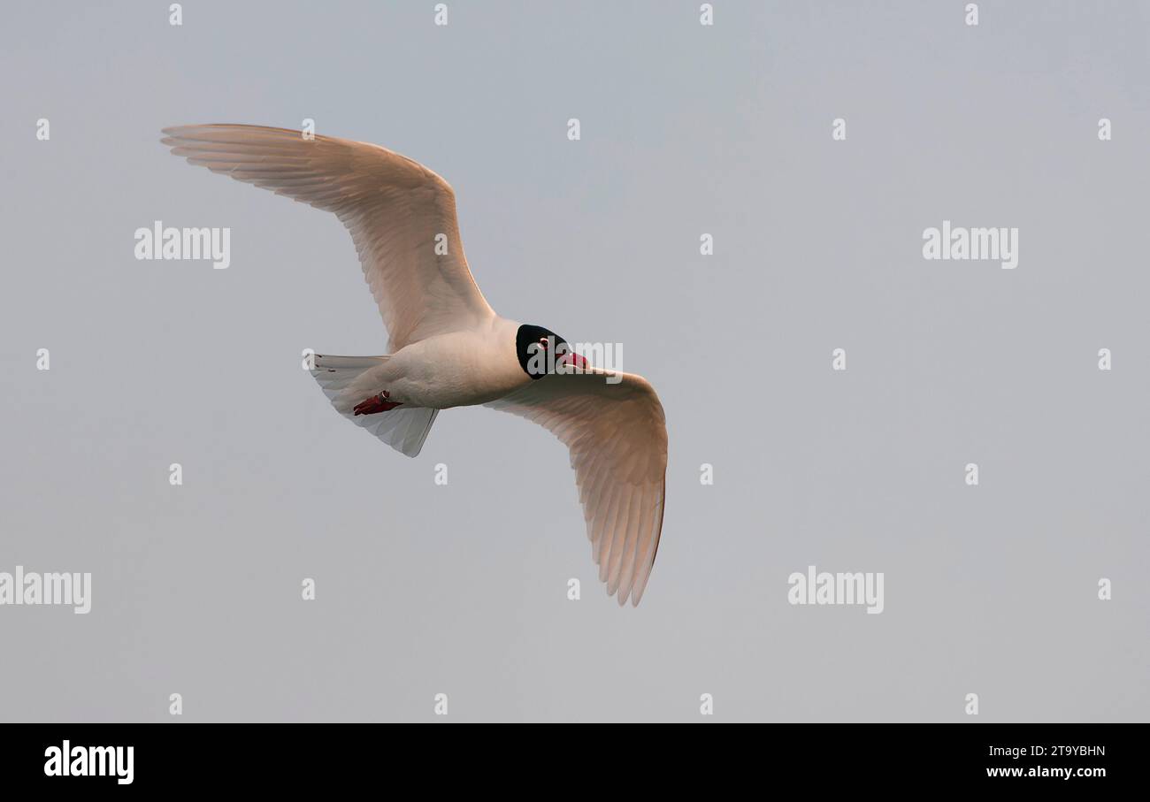 Adult Mediterranean Gull (Ichthyaetus melanocephalus) in breeding ...