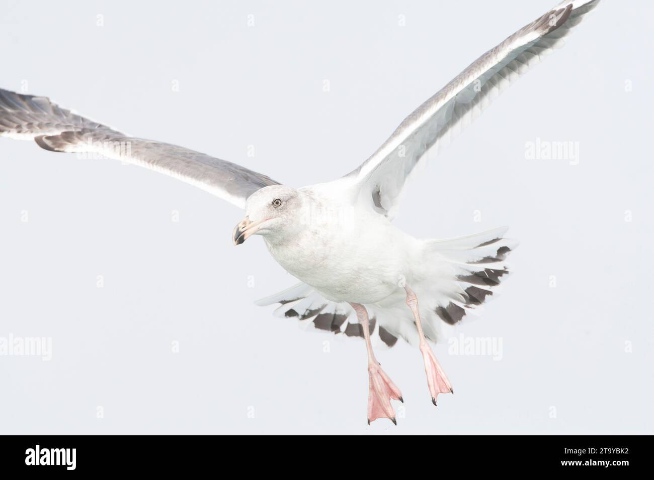Immature Western Gull (Larus occidentalis) during autumn in California ...