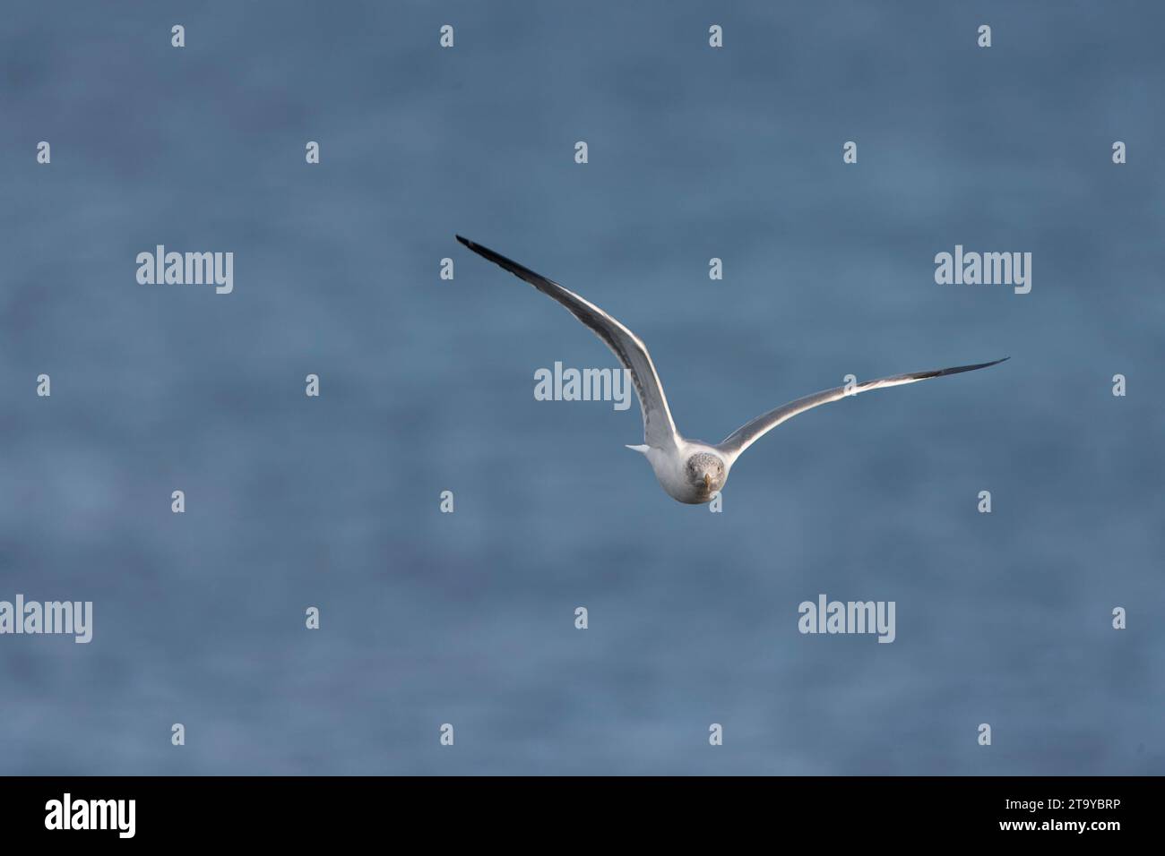 Atlantic Yellow-legged Gull (Larus michahellis atlantis) on the Azores ...