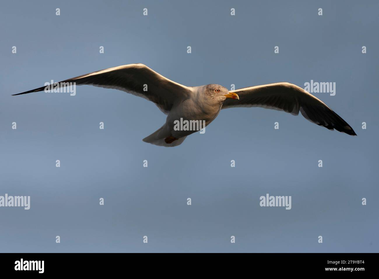Atlantic Yellow-legged Gull (Larus michahellis atlantis) on the Azores ...