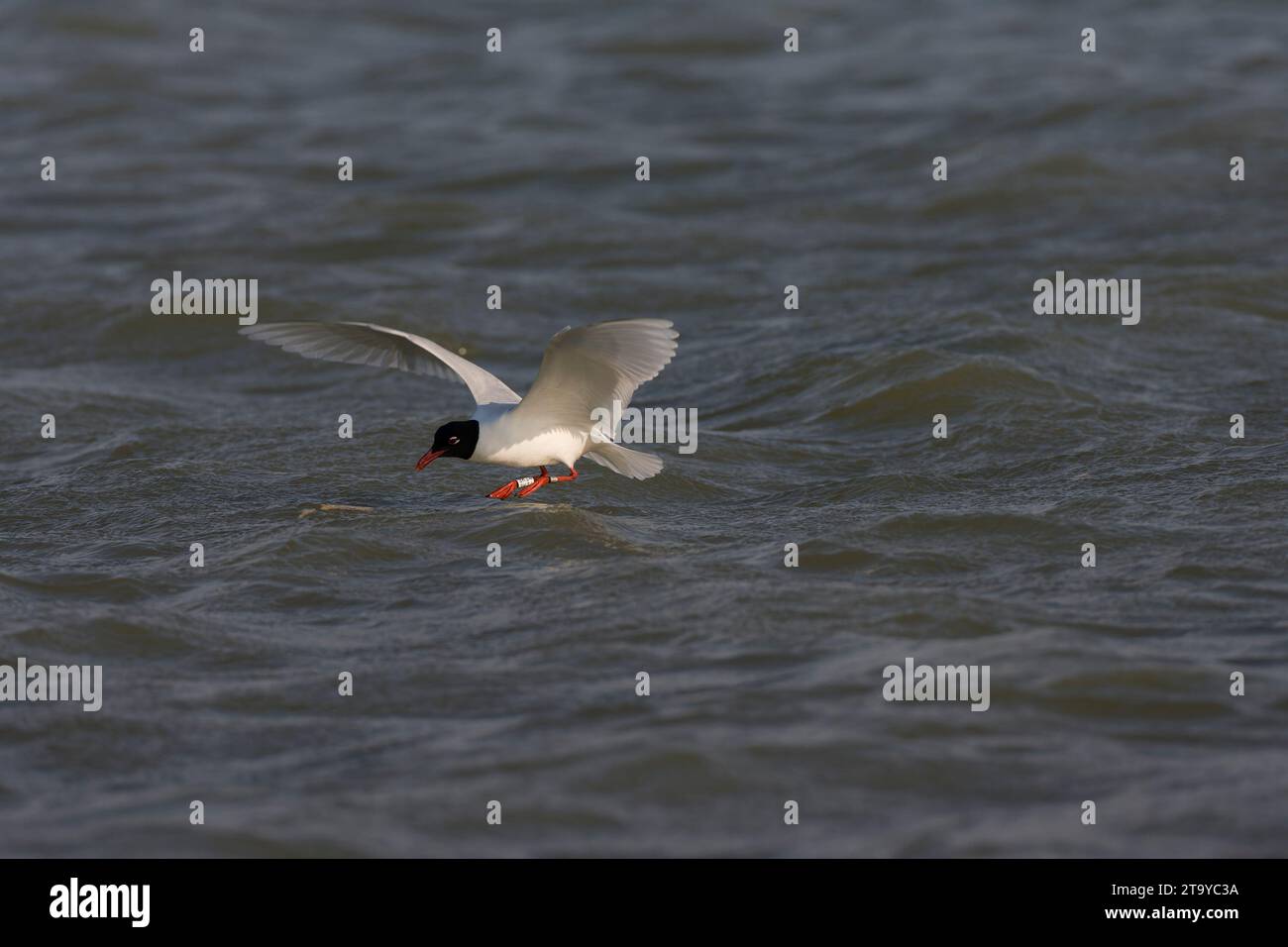 Adult Mediterranean Gull (Ichthyaetus melanocephalus) in breeding ...