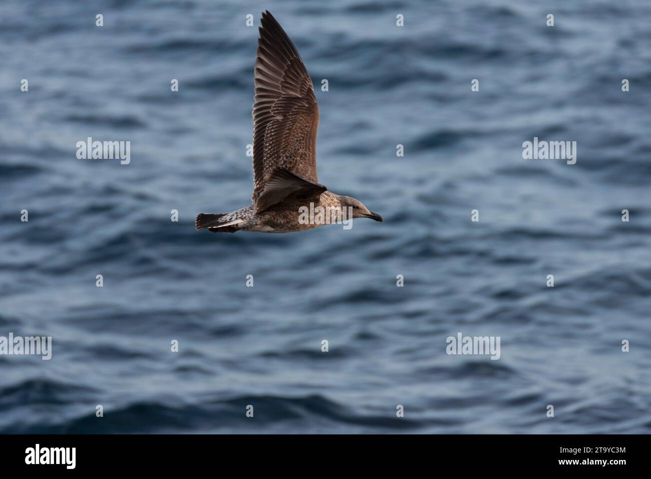 Atlantic Yellow-legged Gull (Larus michahellis atlantis) on the Azores ...