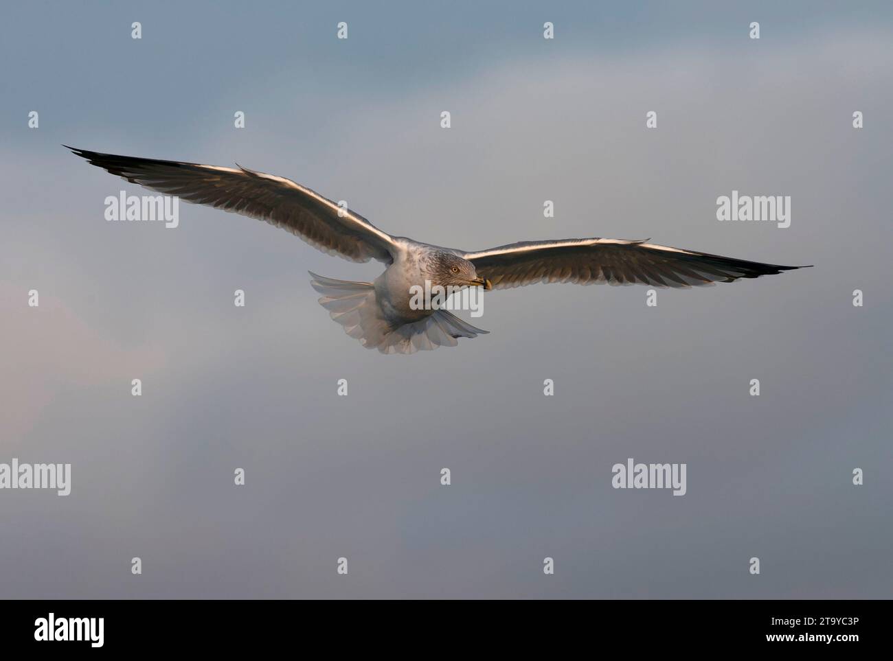 Atlantic Yellow-legged Gull (Larus michahellis atlantis) on the Azores ...