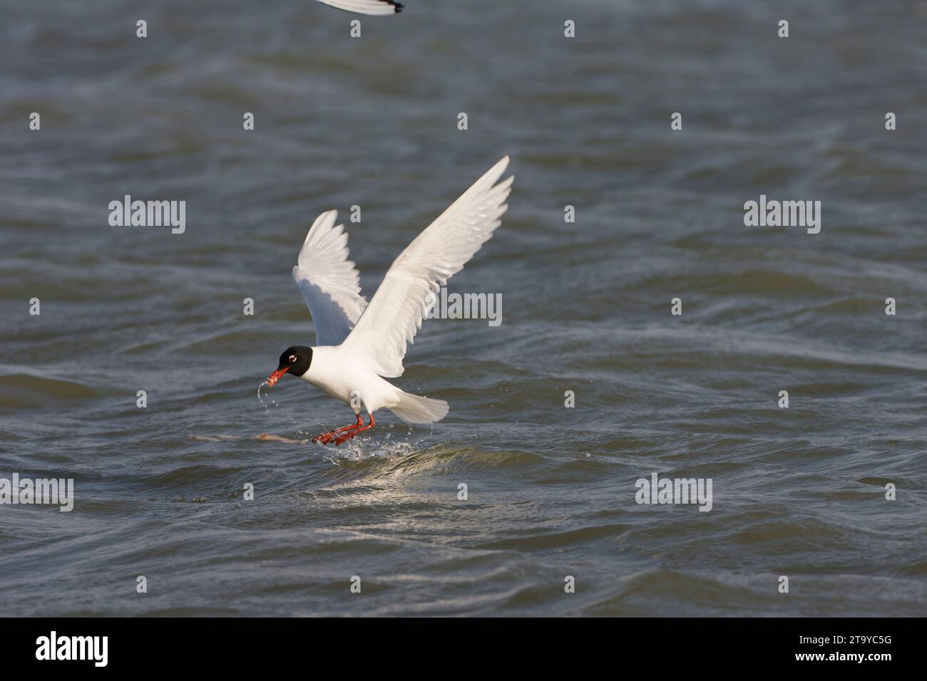 Adult Mediterranean Gull (Ichthyaetus melanocephalus) in breeding ...