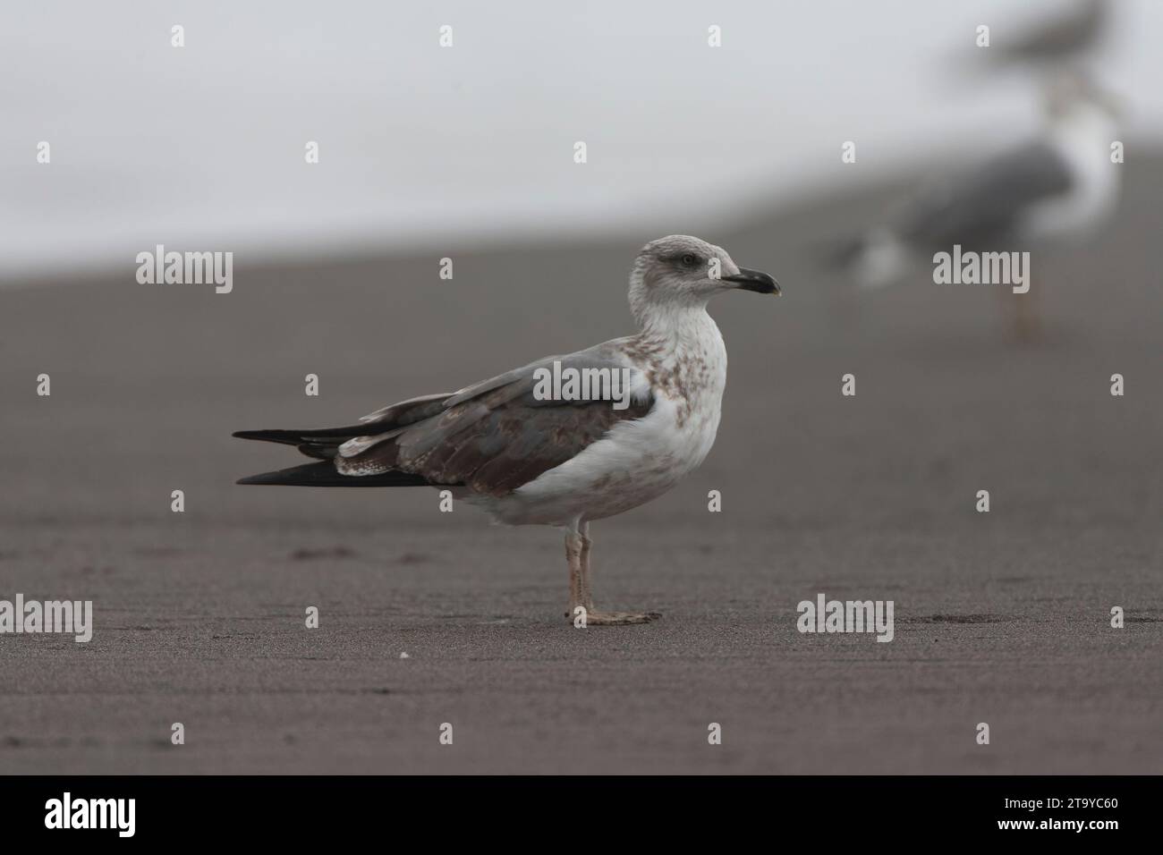 Atlantic Yellow-legged Gull (Larus michahellis atlantis) on the Azores ...
