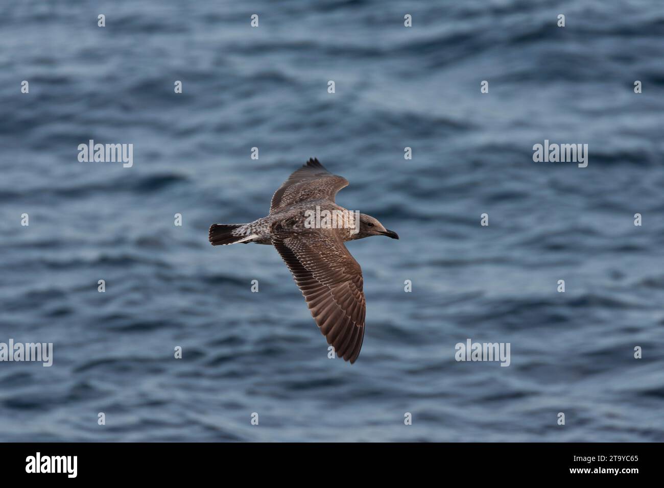 Atlantic Yellow-legged Gull (Larus michahellis atlantis) on the Azores ...