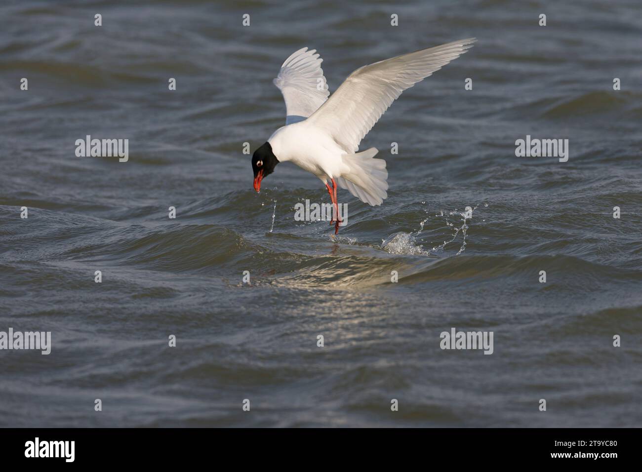 Adult Mediterranean Gull (Ichthyaetus melanocephalus) in breeding ...