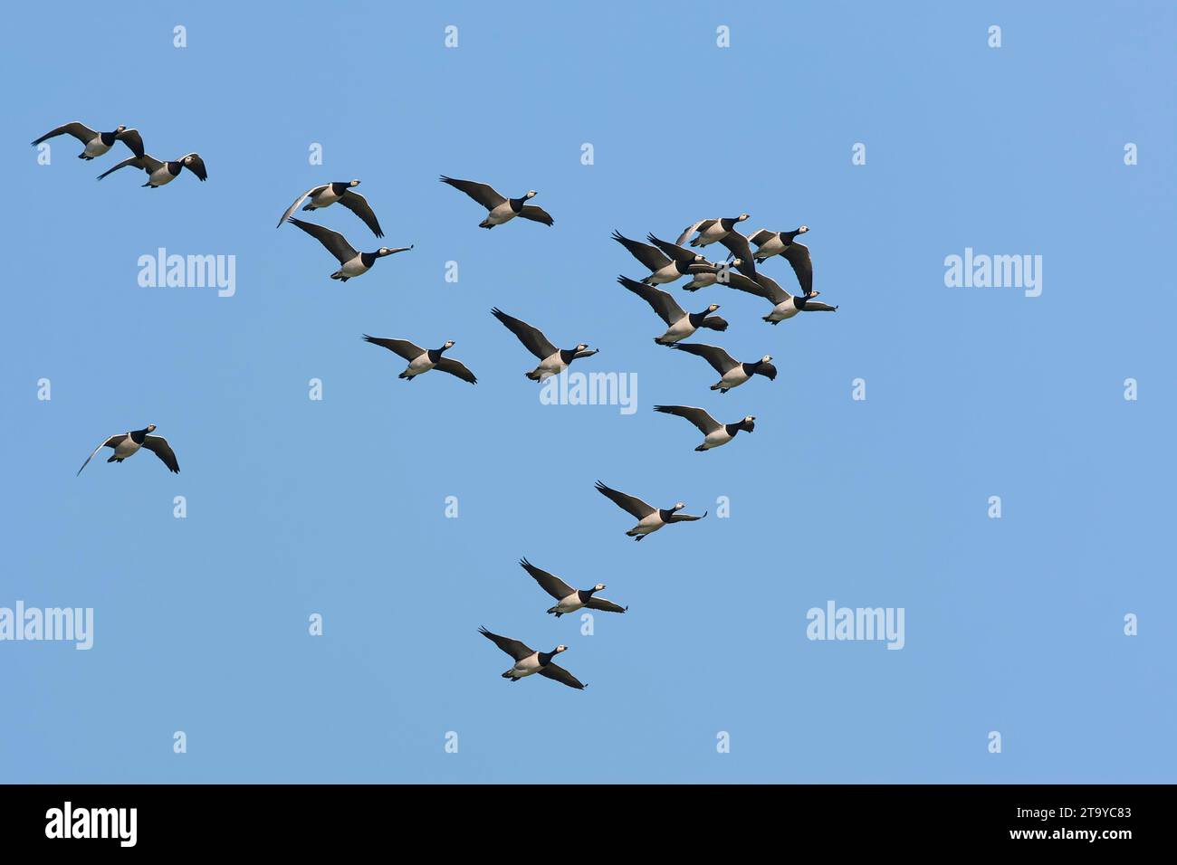 Wintering Barnacle Goose (Branta leucopsis) in the Netherlands. Huge ...