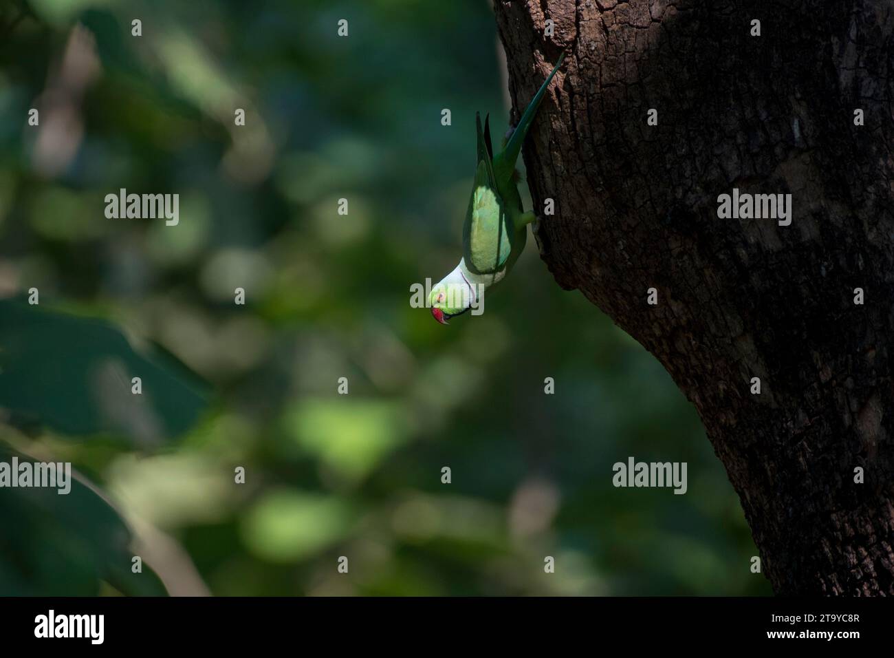 Exotic parakeet hi-res stock photography and images - Alamy