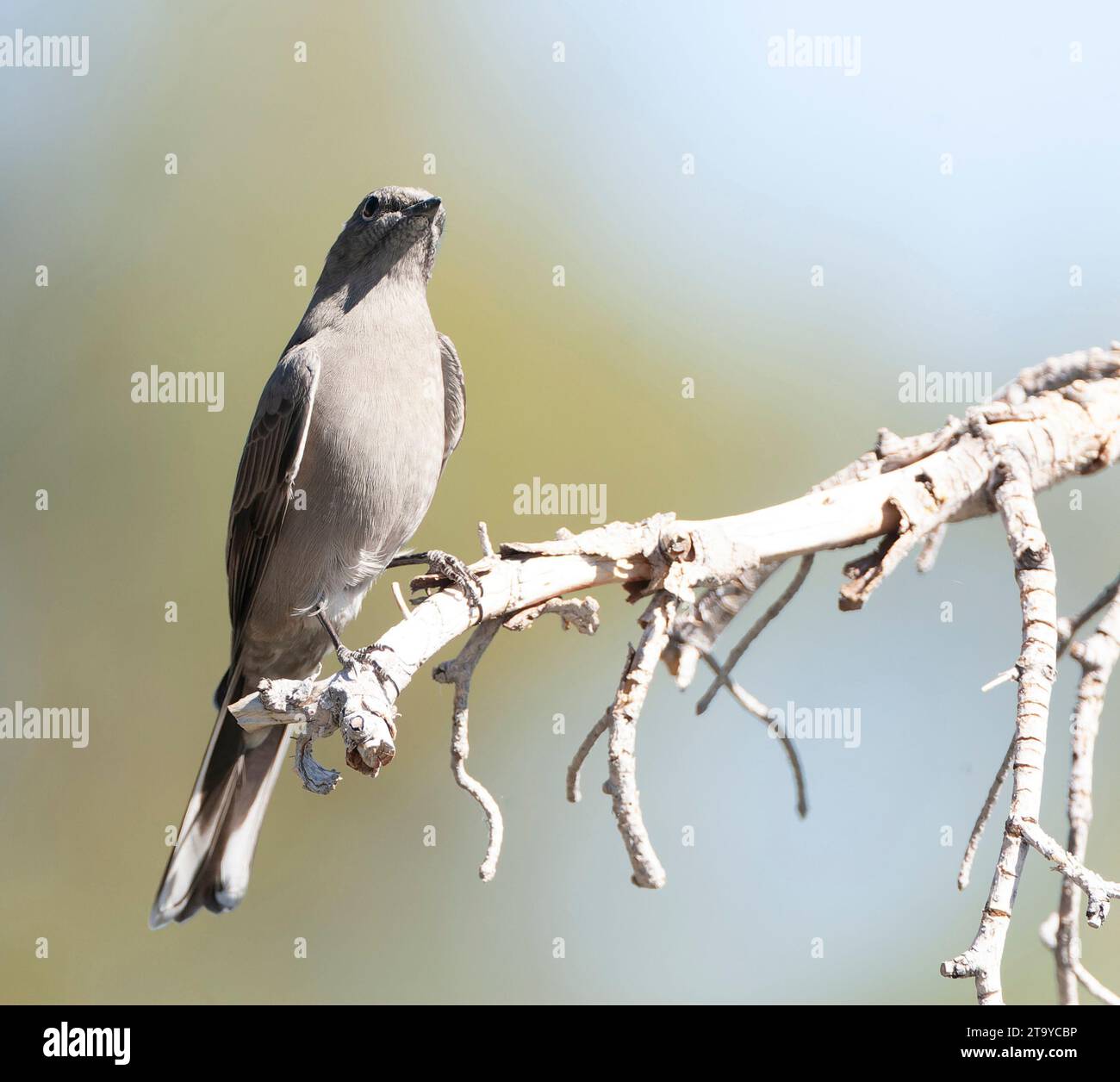 Townsends solitaire hi-res stock photography and images - Alamy