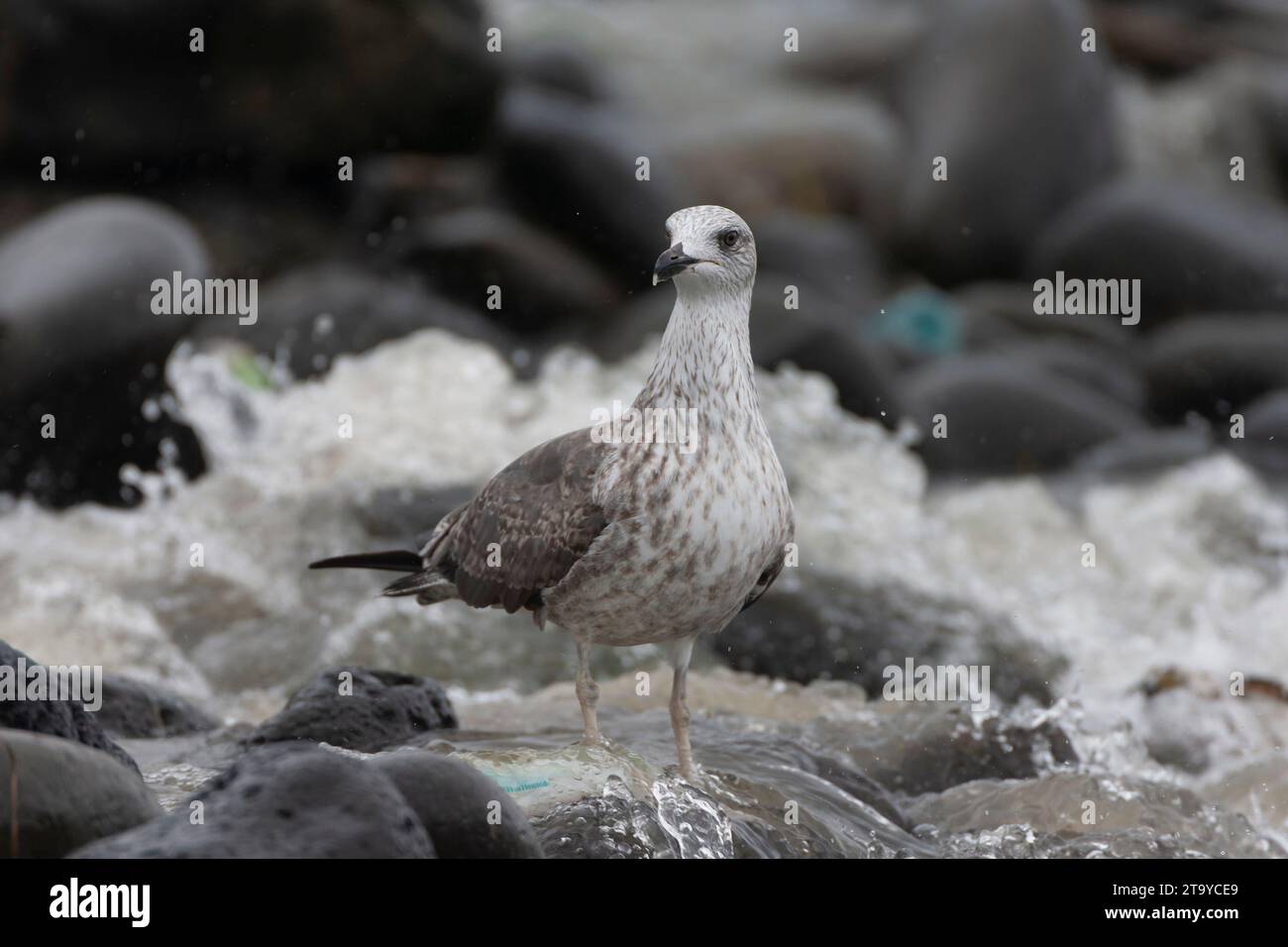 Atlantic Yellow-legged Gull (Larus michahellis atlantis) on the Azores ...