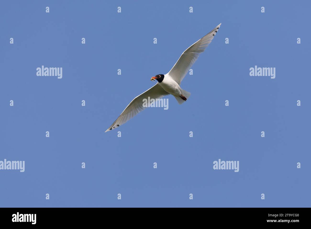 Second-summer Mediterranean Gull (Ichthyaetus melanocephalus) during ...