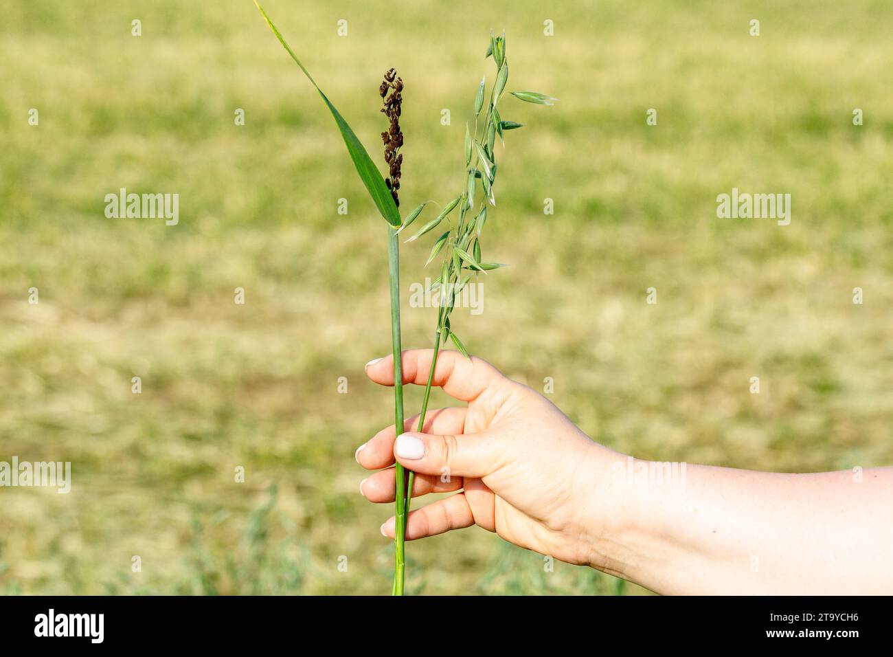 A hand holds two ears of oats. On the right side - healthy, on the left ...