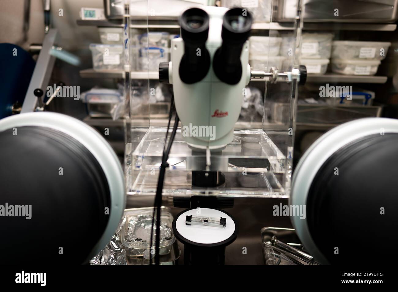 Scientists at the Natural History Museum in London, study a sample of ...