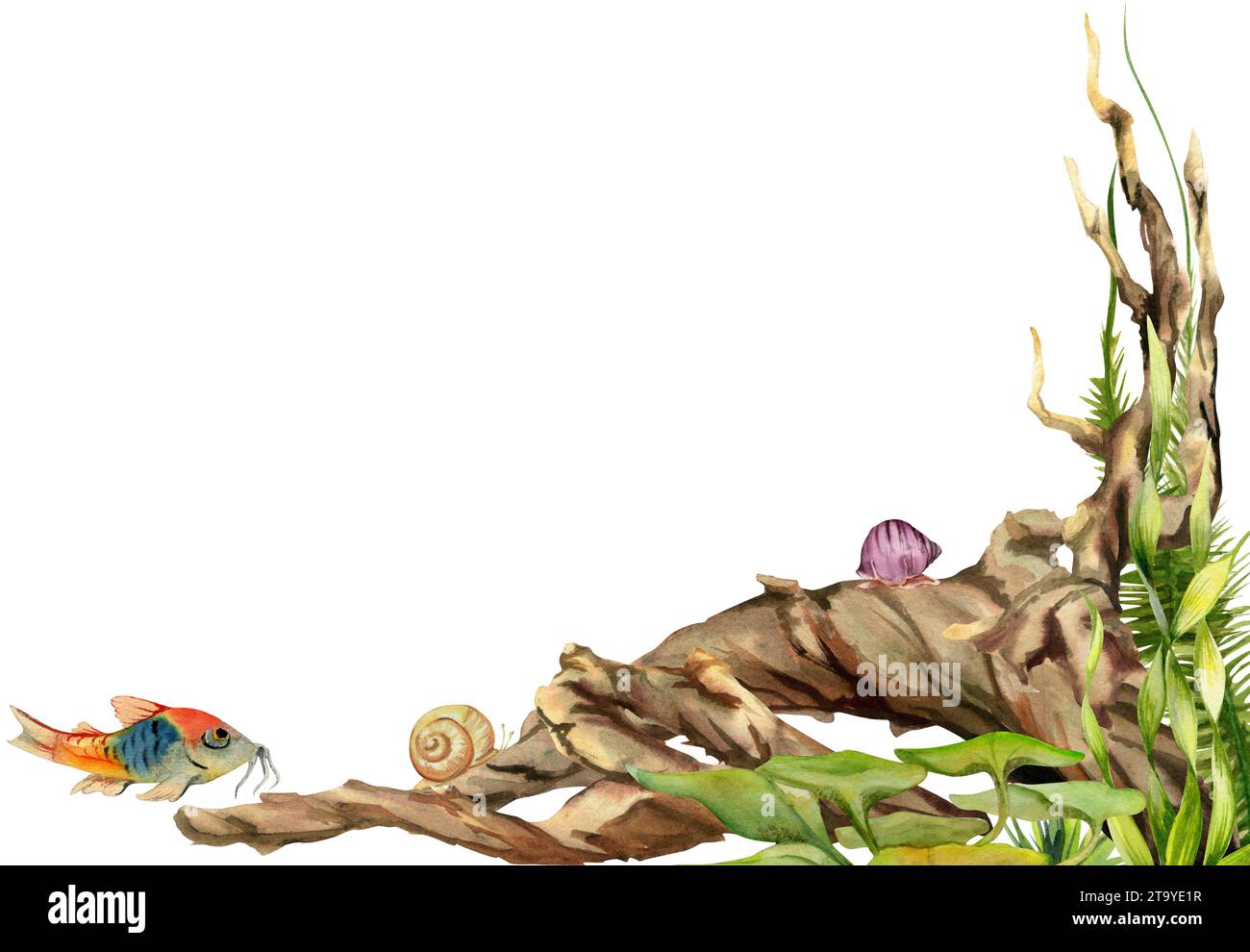 Hand drawn watercolor aquarium fish, algae, snails shell on bogwood ...