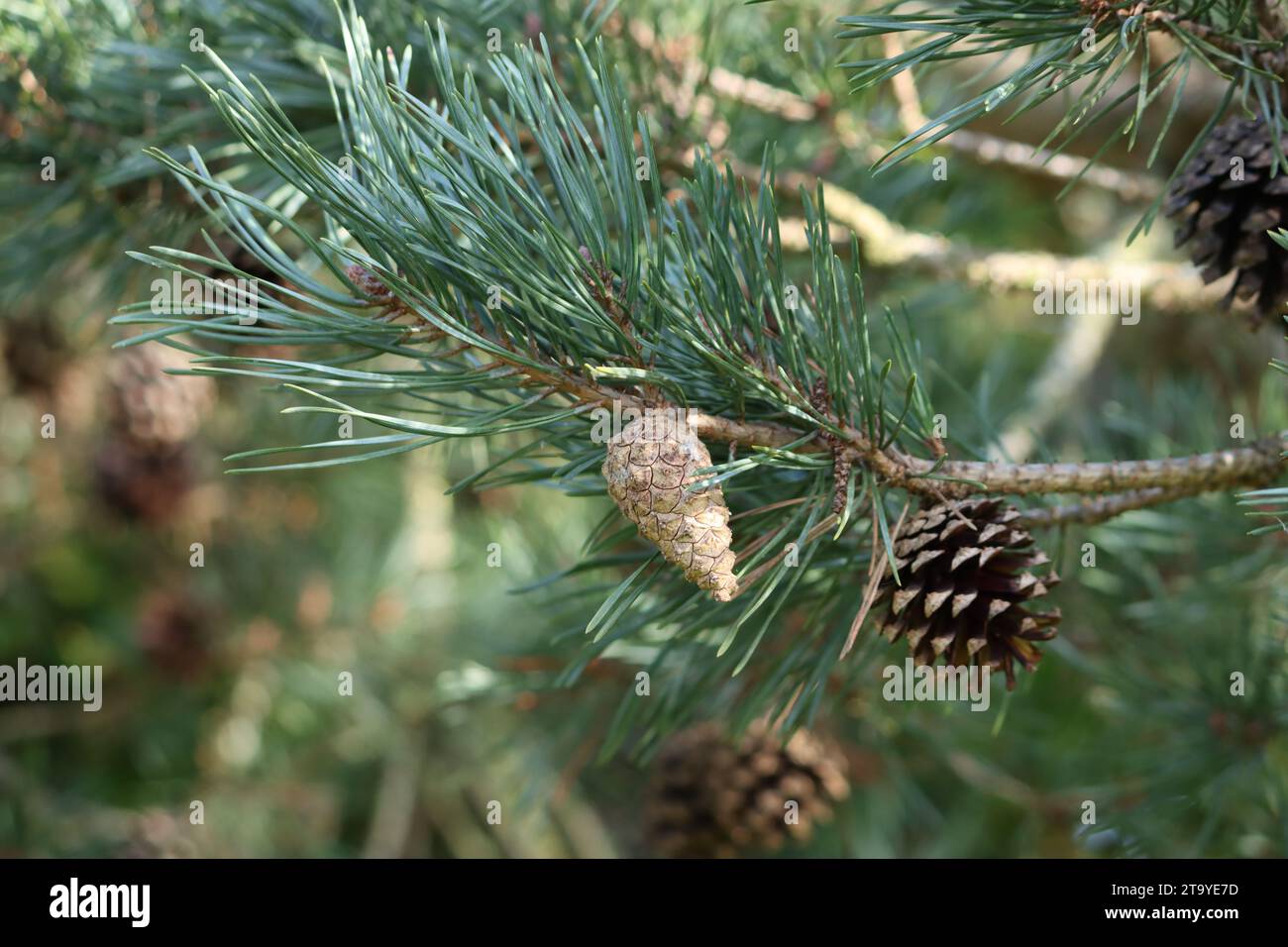 Pine kernels on fir tree Stock Photo - Alamy