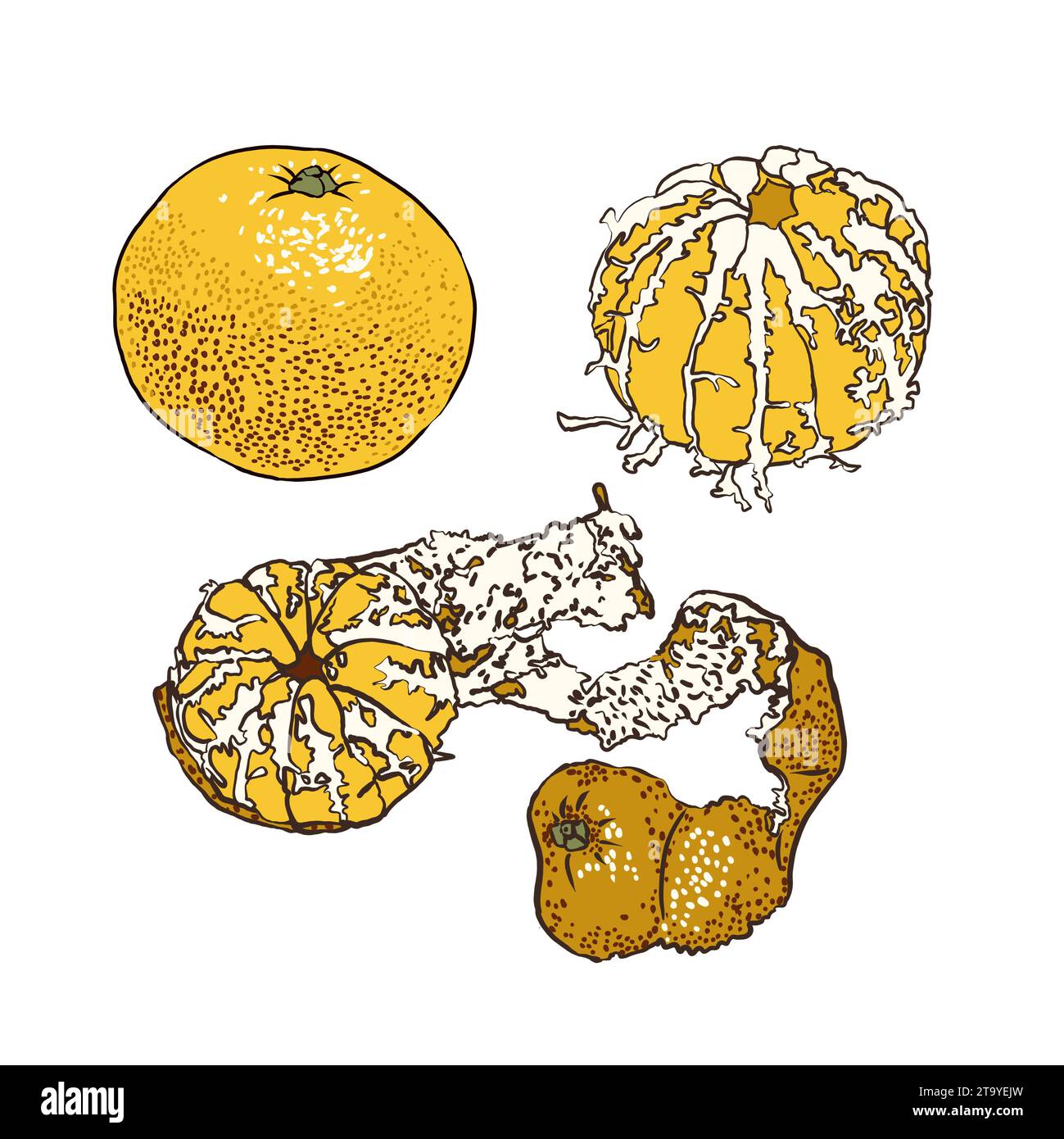 A hand-drawn drawing of a mandarin in the style of a sketch ...