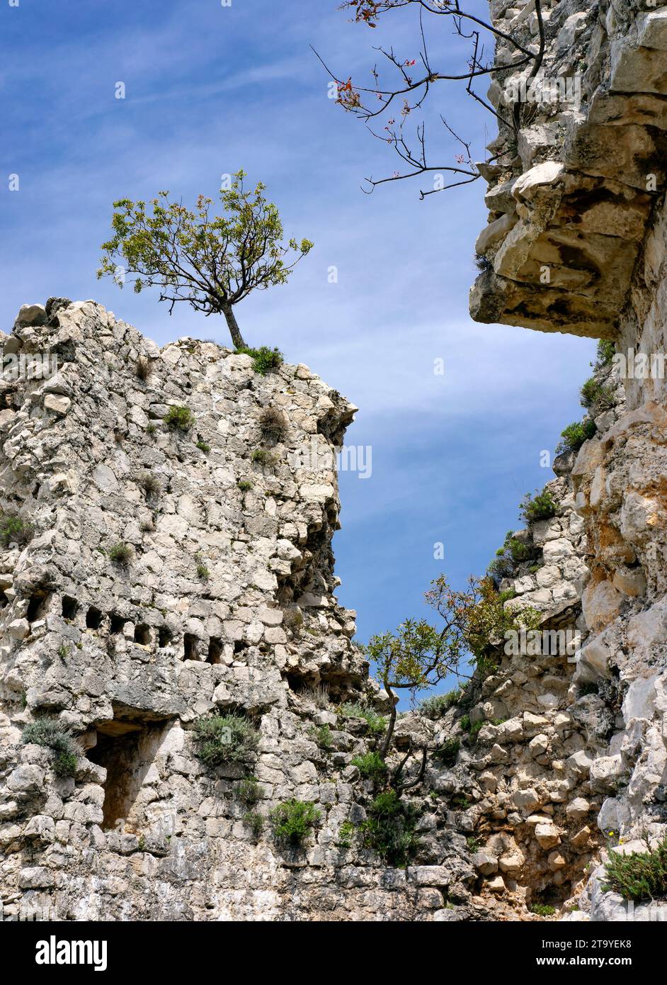 Tree is growing on top of old castle remain named, Vecka kula located ...