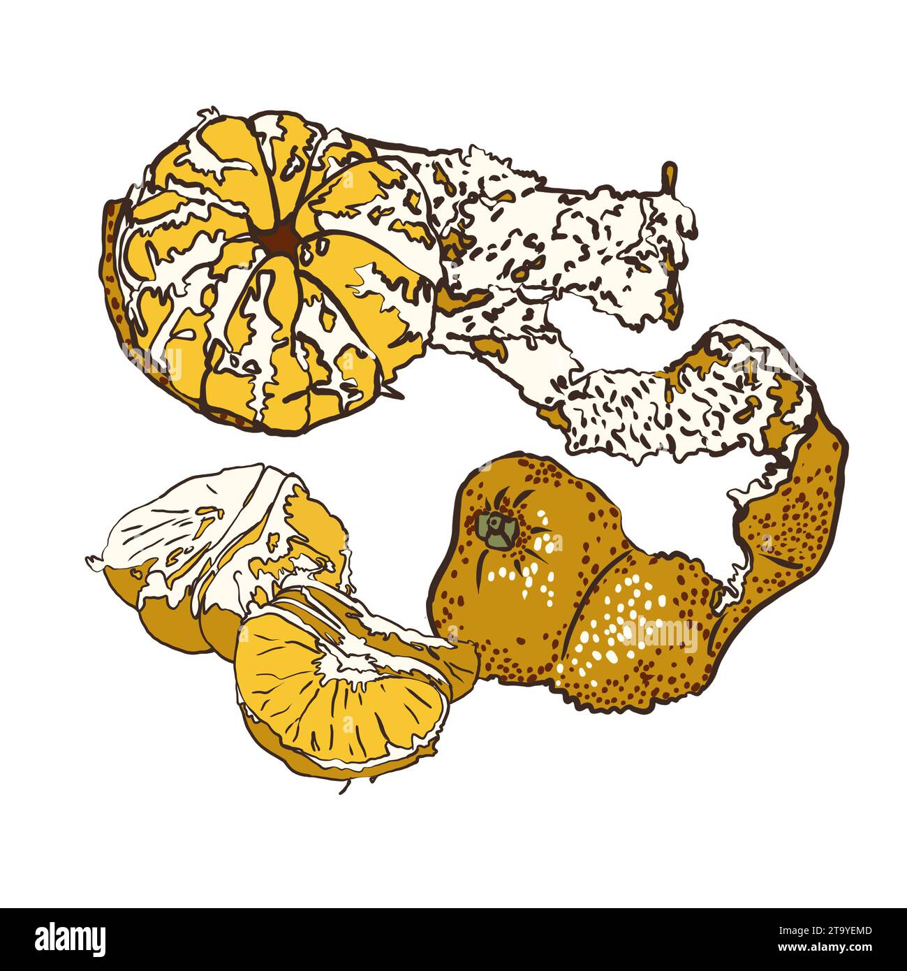 A hand-drawn drawing of a mandarin in the style of a sketch ...