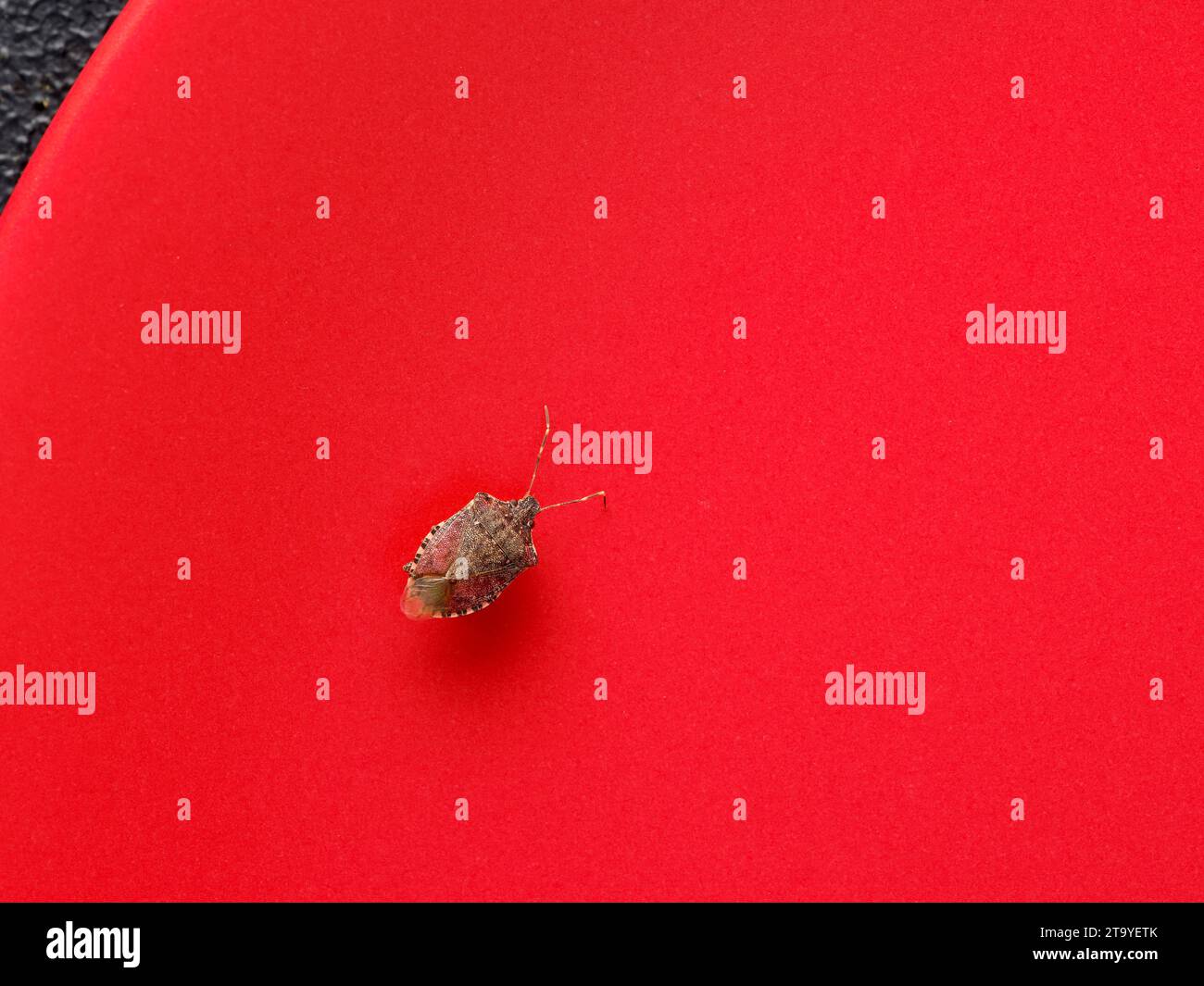 Brown marmorated stink bug walking on a red plate Stock Photo - Alamy