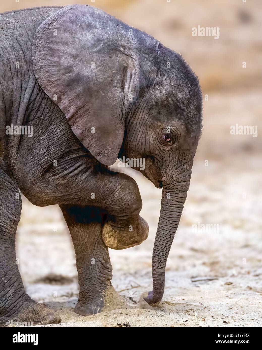 Elephant alert standing hi-res stock photography and images - Alamy