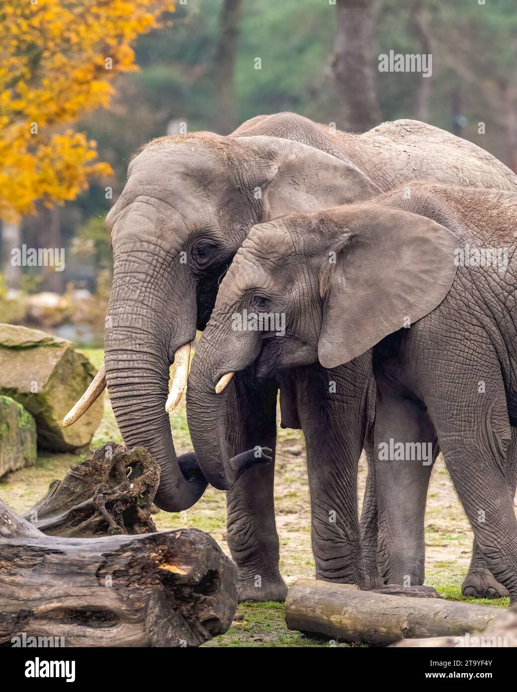 Two powerful elephants hi-res stock photography and images - Alamy
