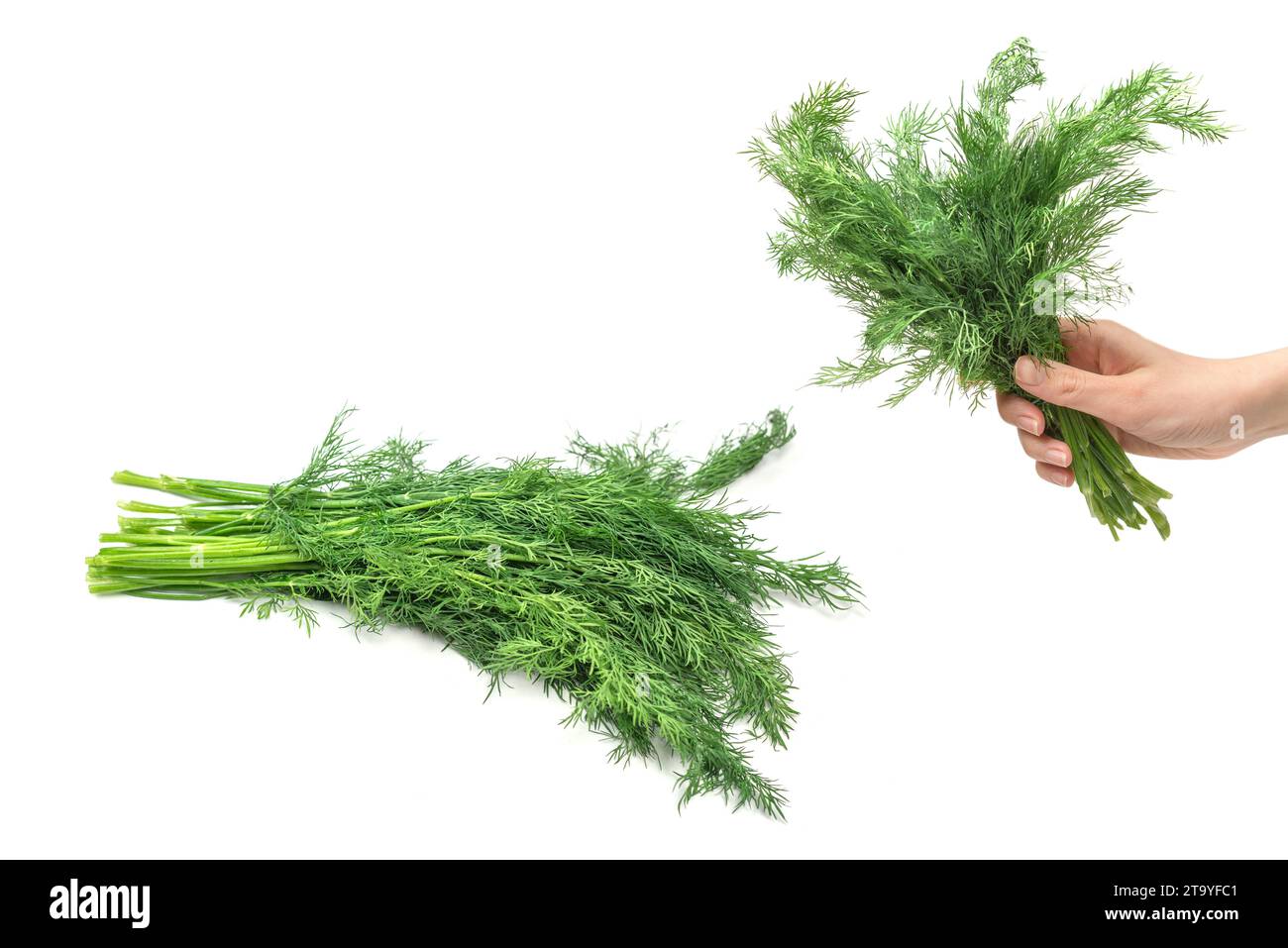 A bunch of dill isolated on a white background Stock Photo - Alamy