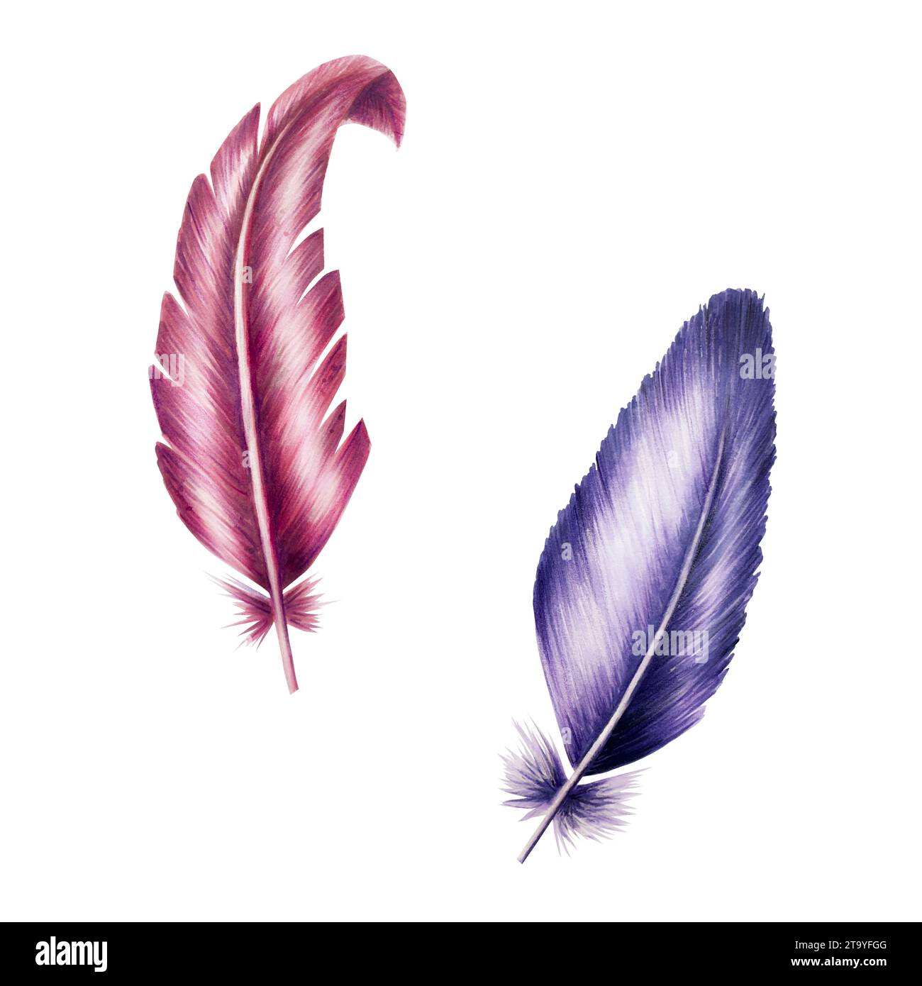 Hand drawn feathers with markers in watercolor style. Realistic ...