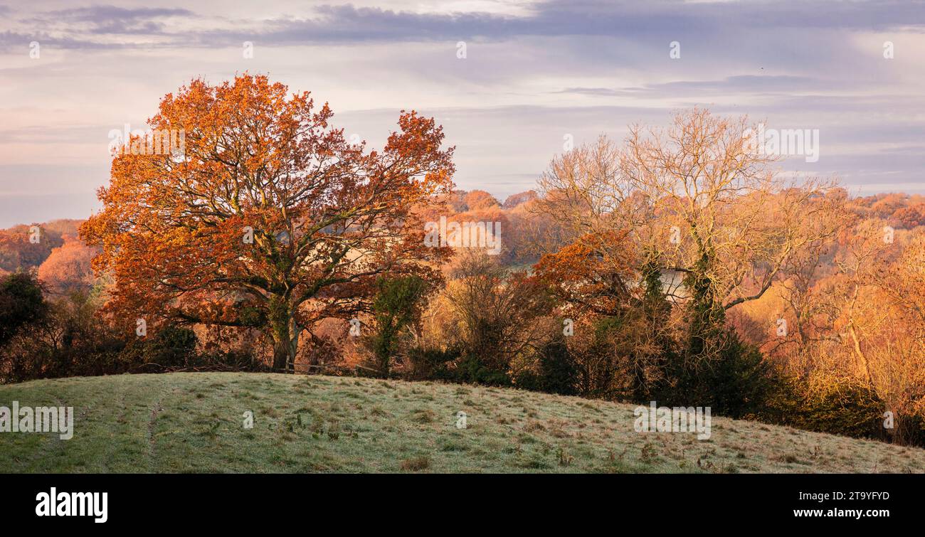 Late autumn colours in woodland on the high weald towards Ashburnham ...