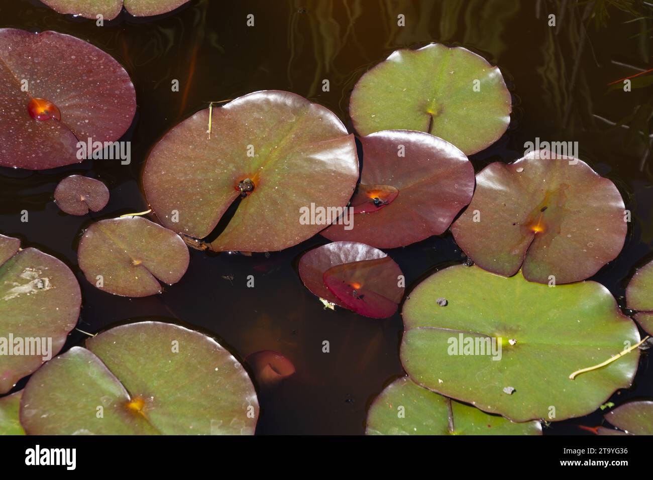 Types of pads hi-res stock photography and images - Alamy