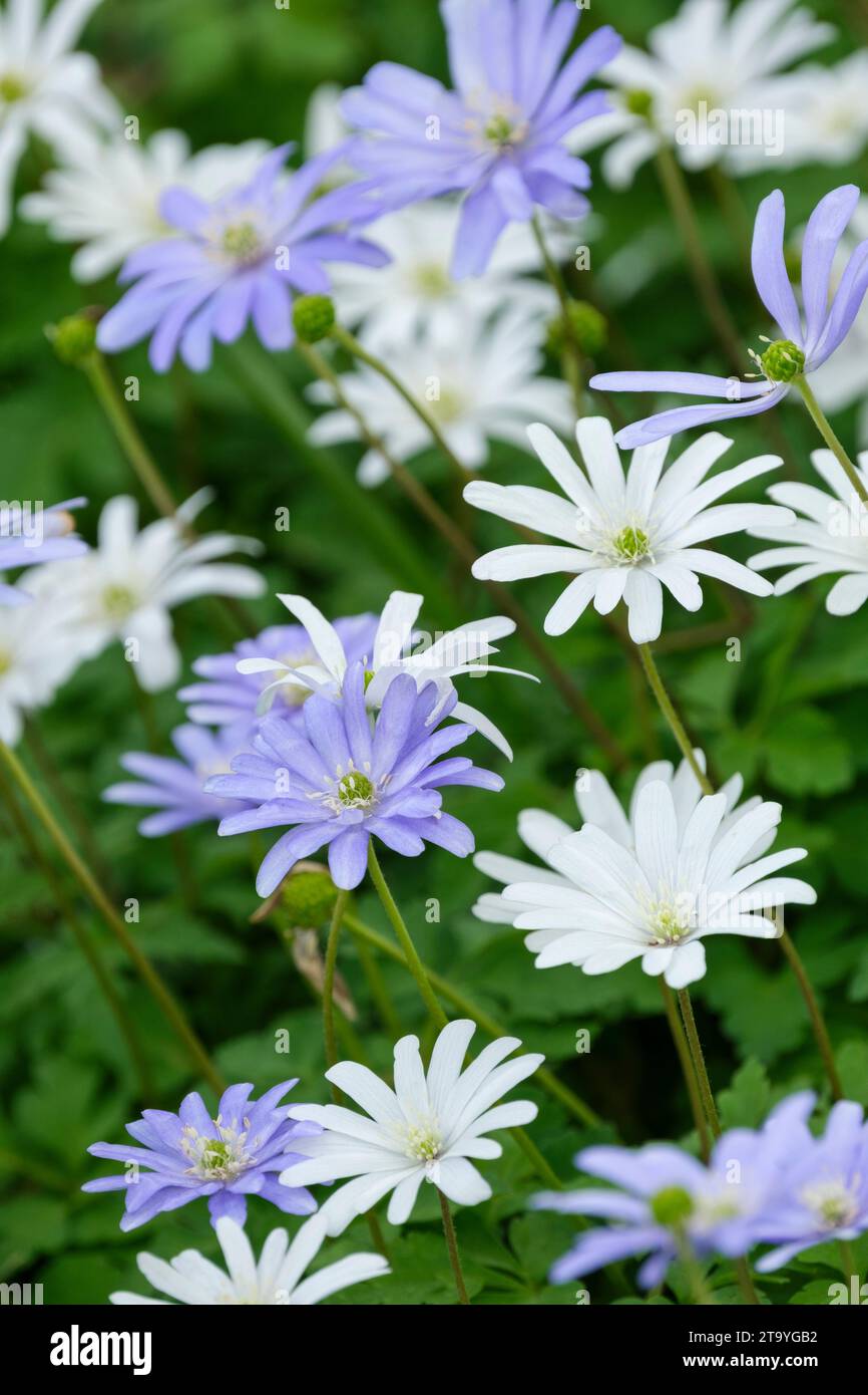 Sapphire anemone hi-res stock photography and images - Alamy
