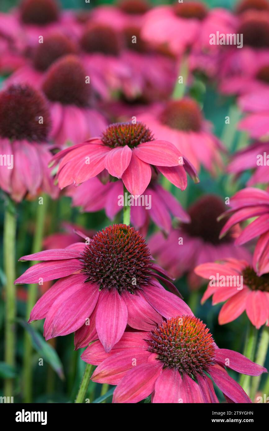 Echinacea purpurea Sensation Pink, purple coneflower Sensation Pink ...