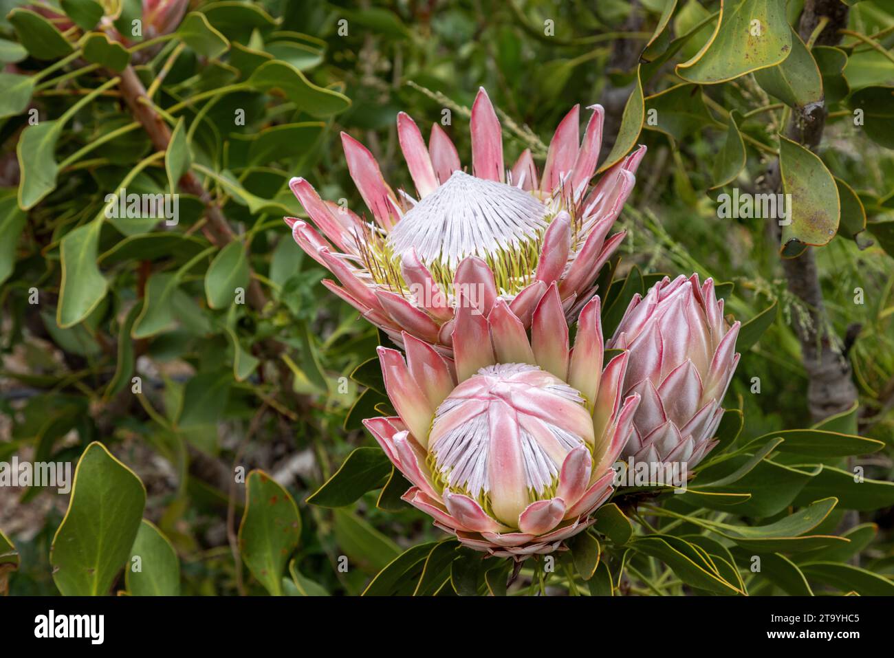 Three King Protea flowers (Protea cynaroides) in varying stages of development next to one ...