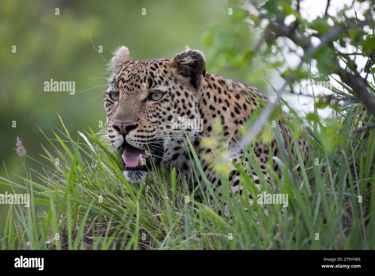 Frontal portrait of five year old male leopard with tatty ears lying on ...